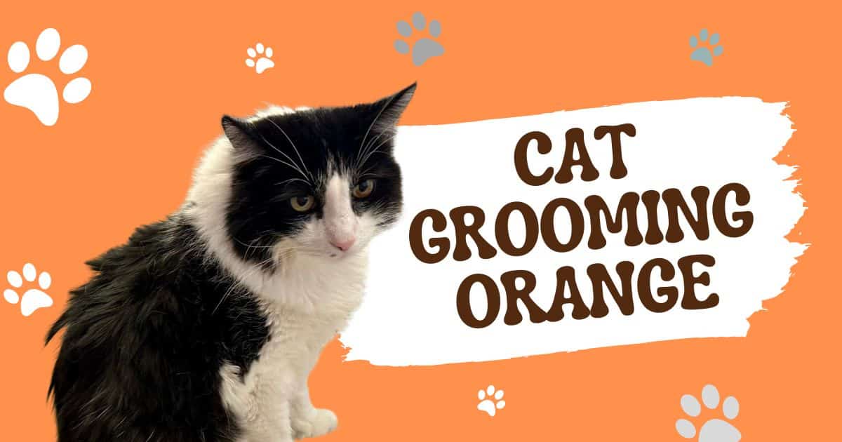 Mobile Cat Grooming Orange Or Nearby Areas